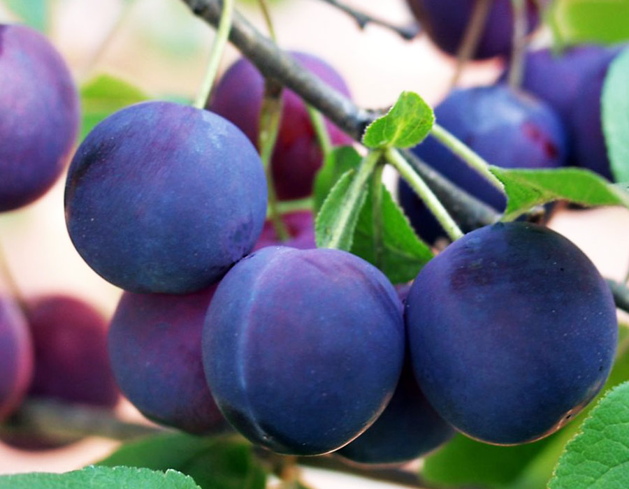 Blomqvist Plantskola