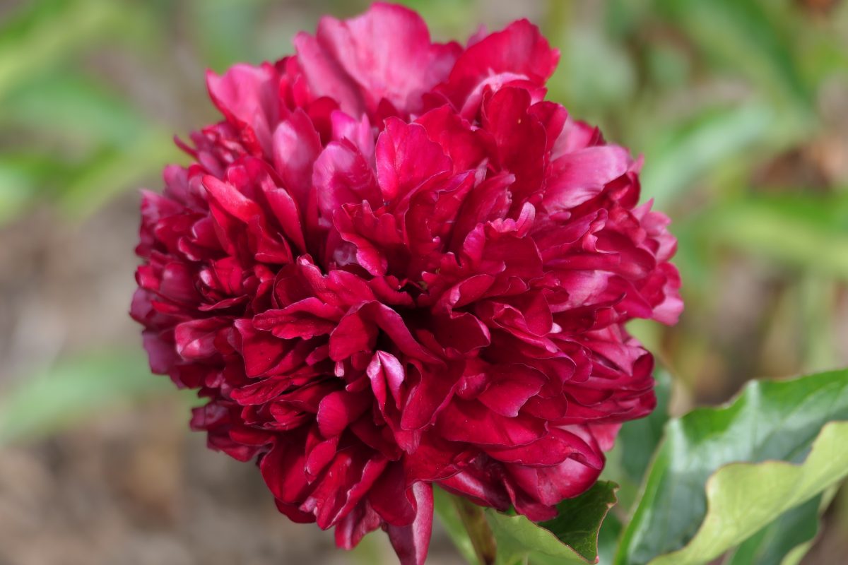 Luktpion Paeonia lactiflora `Peter Brand´ – Blomqvist Plantskola